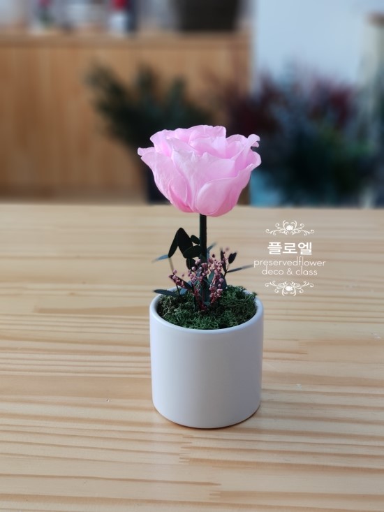 플로엘 프리저브드플라워 서산프리저브드 Diy 교육 대전프리저브드플라워 네이버 블로그