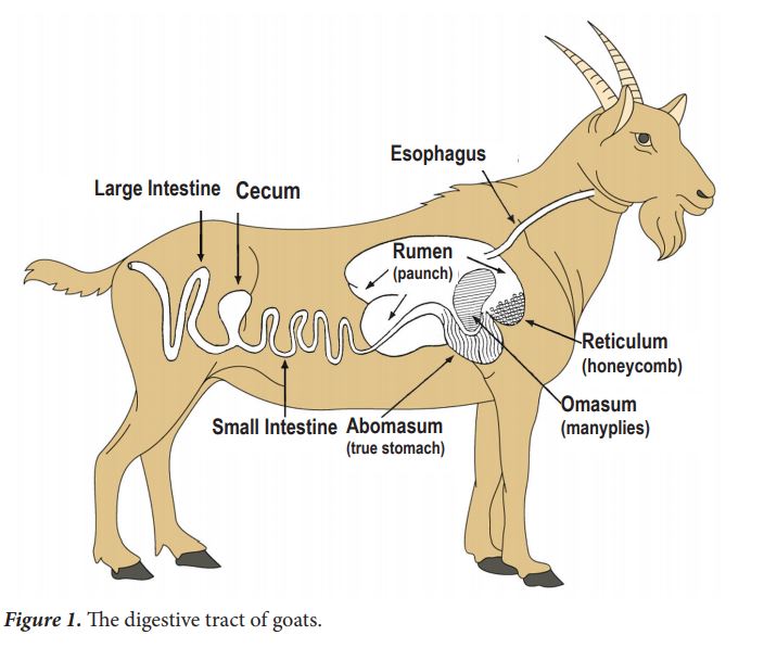 18.07.31. 염소의 소화기 계통 설명 자료 !! Digestive System of Goats ! : 네이버 블로그