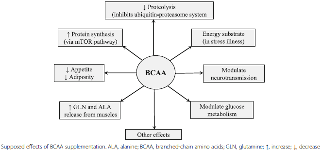 BCAA(branched chain amino acid)- 효능 : 네이버 블로그