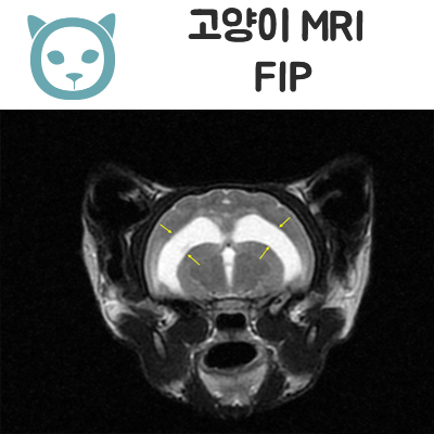 고양이 FIP, 고양이 MRI : 네이버 블로그