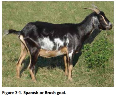 18.08.03. OSU Chapter 2 Breeds of Meat Goats 제2장 육용 염소 품종 선택하기 ! : 네이버 블로그