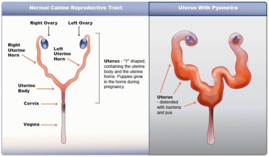 자궁축농증, 자궁수종, 자궁점액종, 자궁혈종, Pyometra, Hydrometra, Mucometra, Hematometra ...
