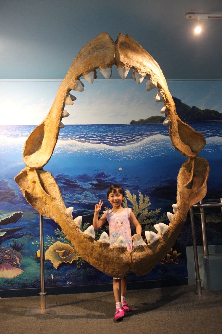 [호주]시드니여행 - 맨리수족관/Manly Sealife Sanctuary ocean world/ Manly Beach ...
