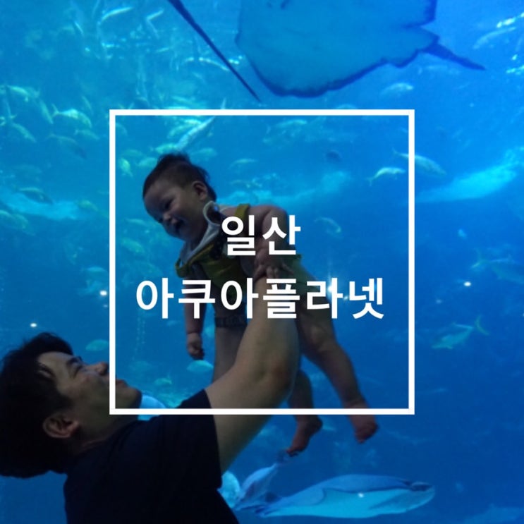 비오는날 실내데이트 일산 아쿠아플라넷 네이버 블로그