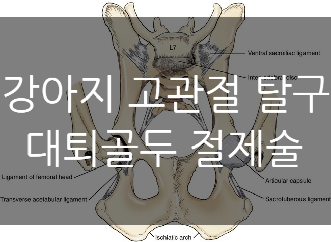 강아지 고관절 탈구(coxofemoral luxation) 수술. 대퇴골두 절제술(FHNO, femoral head & neck ...