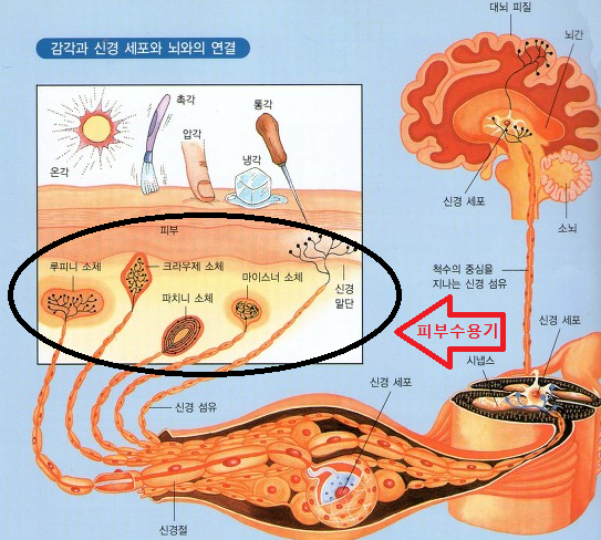 12 감각통합 이야기 5탄 현지영쌤의 작업치료 감각통합 자폐스펙트럼 발달장애 On 제주도제주 네이버 블로그