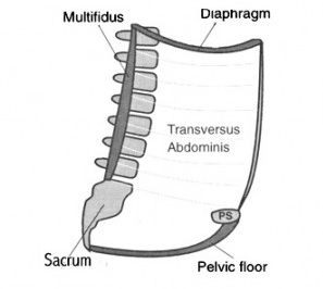 core muscle- global & local muscle, 필라테스의 기본 : 네이버 블로그