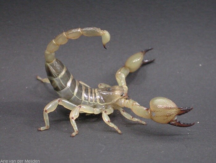 이스라엘리전갈(Israeli scorpion)[Scorpio maurus sp] : 네이버 블로그