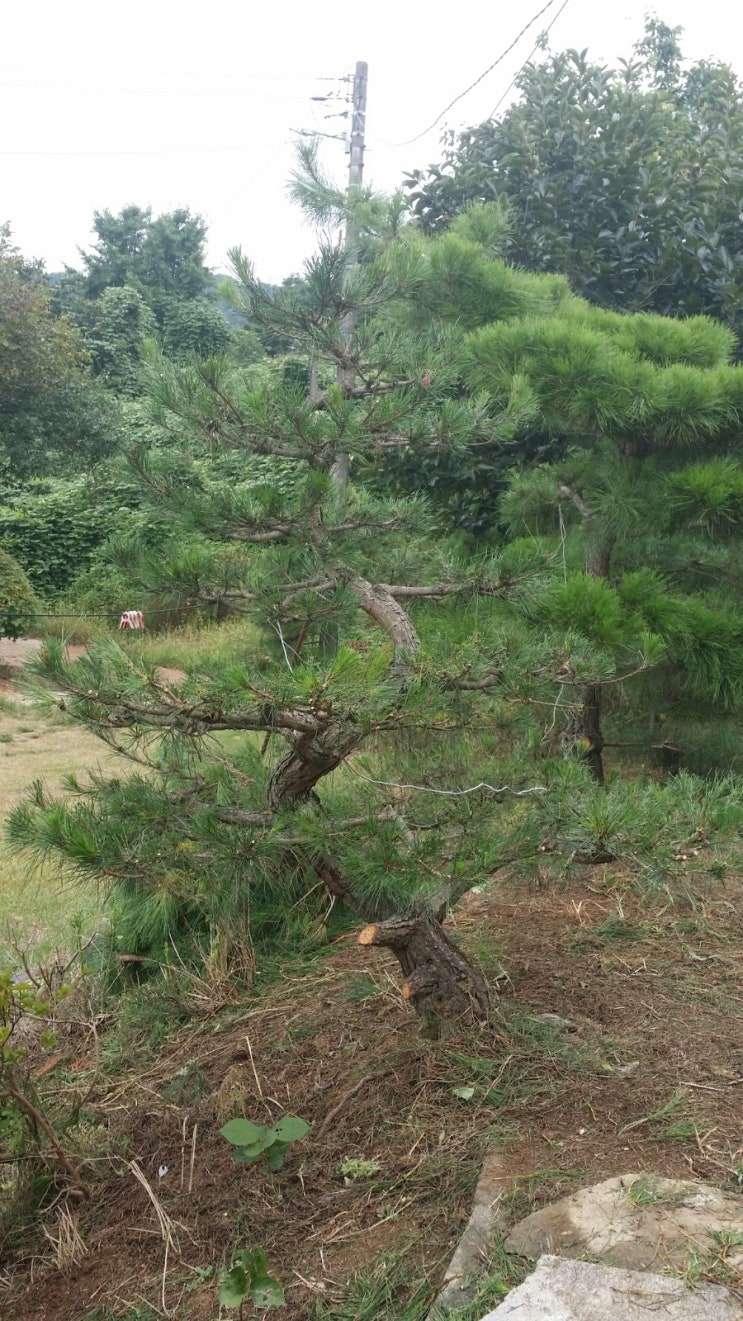 조형소나무 전지전정후18-14 : 네이버 블로그