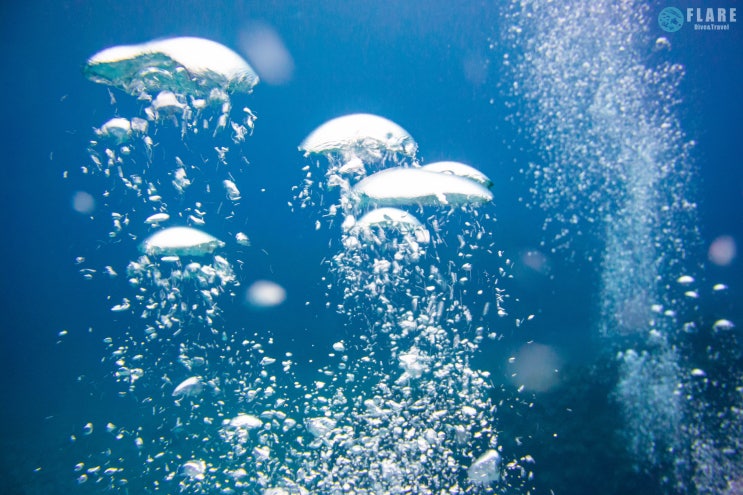 [오키나와 다이빙] 두번째 수중사진 출사! (18.08.25) : 네이버 블로그