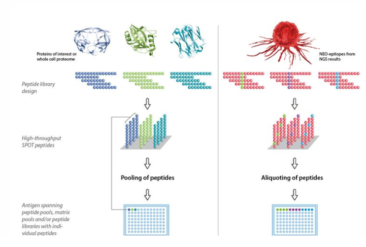 Epitope Discovery & Target Discovery : 네이버 블로그