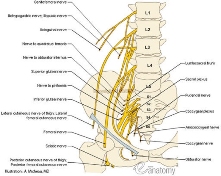 Lumbar plexus: LOWER LIMB NERVE STRUCTURE : 네이버 블로그