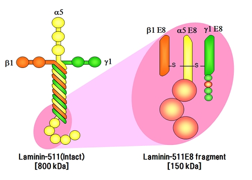 [Ready to use laminin-511 fragment/Easy iMatrix-511 series] Easy ...