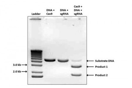 [CRISPR/Cas9 related products] NLS-Cas9-NLS: Streptococcus pyogenes ...