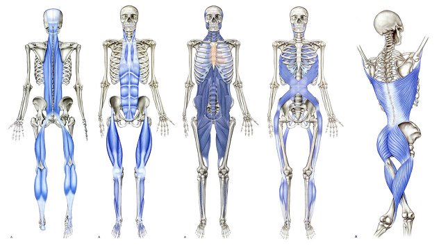 기능선(Functional Lines) / 근막경선 : 네이버 블로그