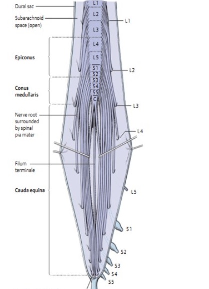 epiconus syndrome(상원추 증후군) : 네이버 블로그
