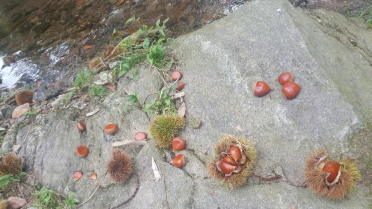 햇밤으로 9월의 시작을 알린 염소고기맛집 수.농.가. 풍경 : 네이버 블로그