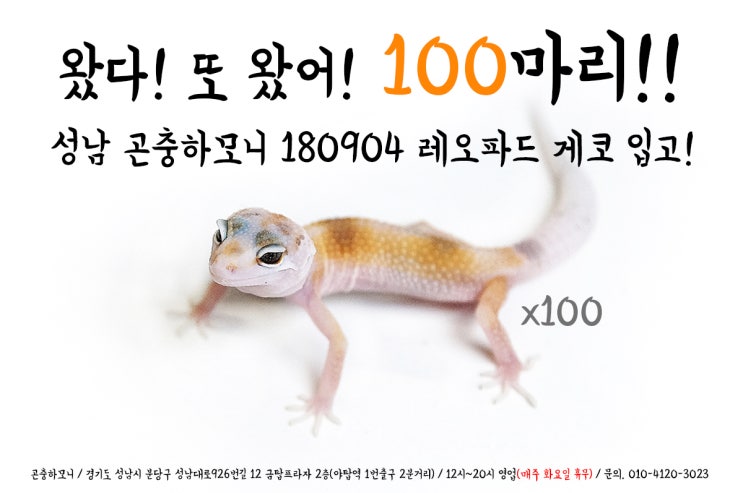 유튜버 생물인 정브르의 곤충하모니 180904 레오파드 게코 100마리 입고 레오파드 게코는 매주 입고됩니다 생물