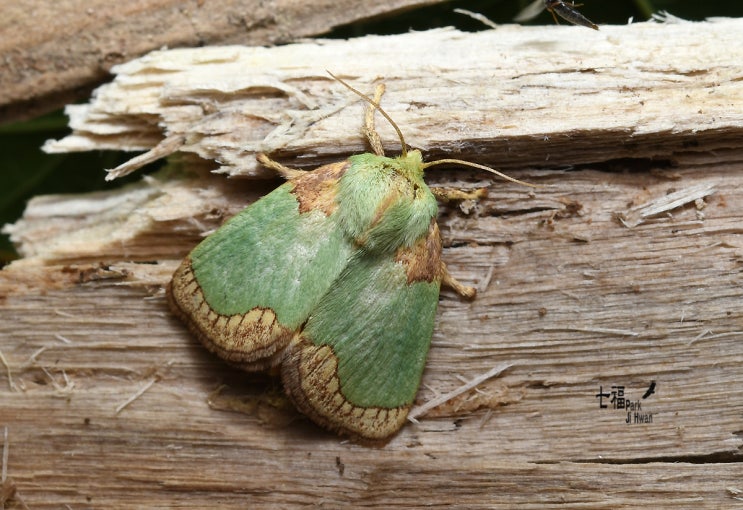 장수쐐기나방 Latoia consocia : 네이버 블로그