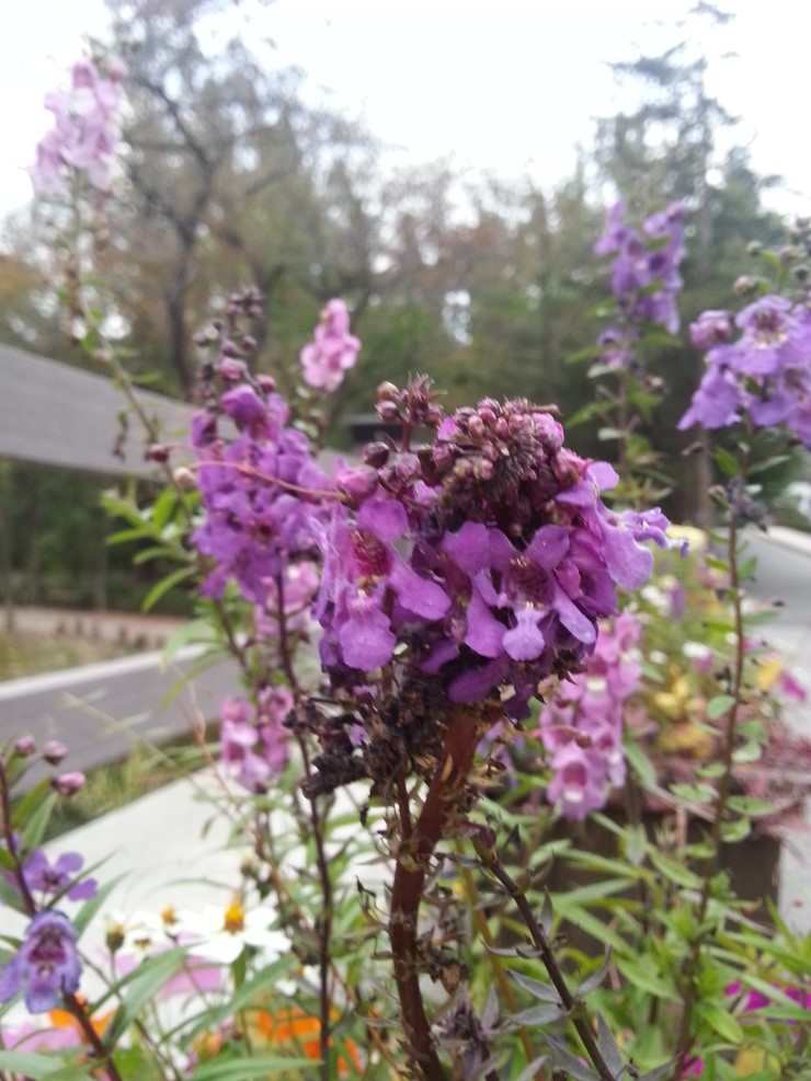 Fasciation : 네이버 블로그