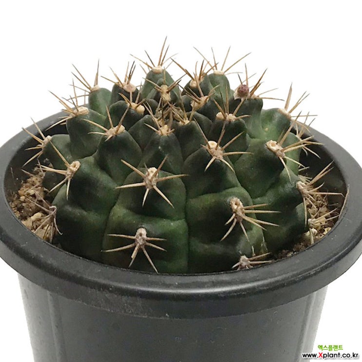 [선인장]담시 : 네이버 블로그