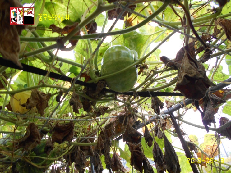 애물단지 중늙은이 : 네이버 블로그