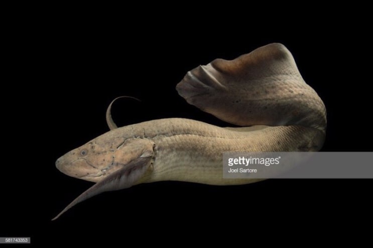 아프리칸 폐어(African lungfish)[Protopterus sp] : 네이버 블로그
