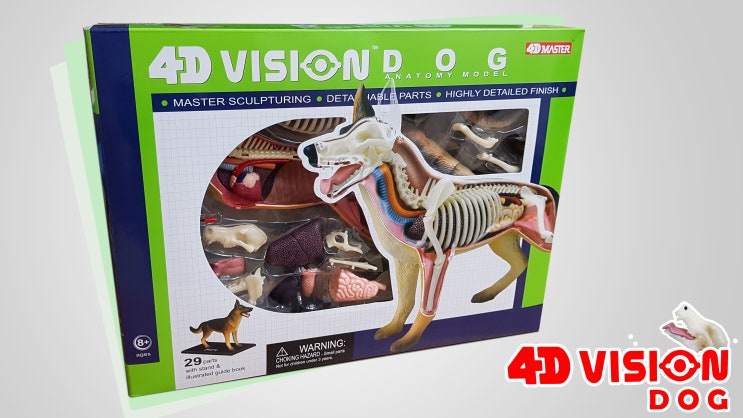 동물 해부 모형 4D VISION - DOG /개 피규어 : 네이버 블로그