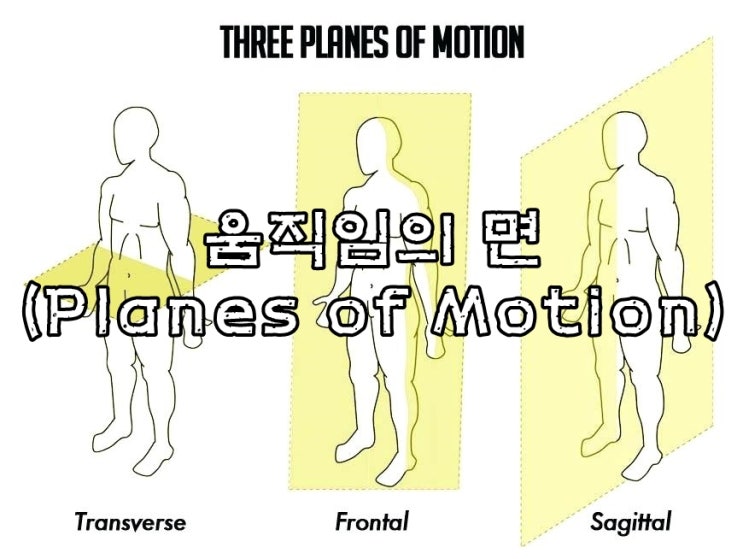 움직임의 면(Planes of Motion) : 네이버 블로그