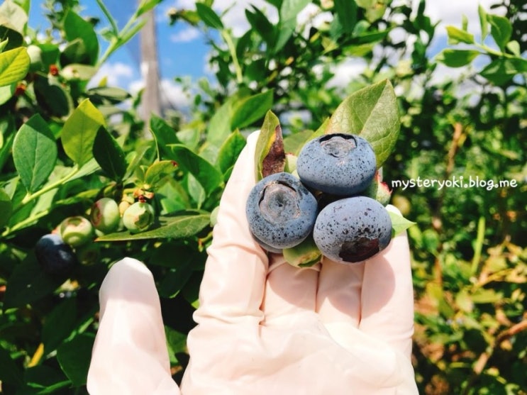 호주워킹홀리데이 세컨비자 블루베리농장 장단점(Agri/Smart berries) : 네이버 블로그