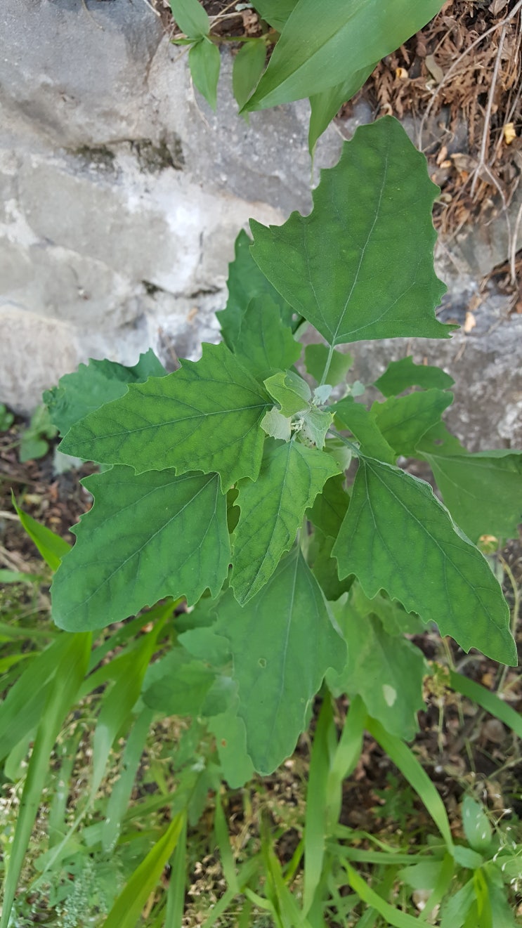 명아주 : 학명 Chenopodium album, 영어속명 lamb's quarters, melde, goosefoot ...
