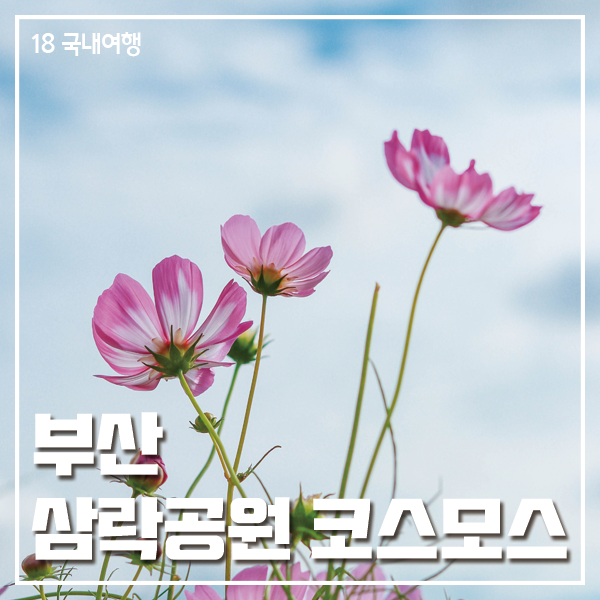 부산 코스모스 삼락생태공원에서 코스모스부터 일몰까지(+인물스냅 많으) : 네이버 블로그