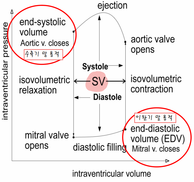 생리학인체생리학 심박출량co Cardiac Output 조절 심장 박동 조절 기전 심박출량 조절 기전전부하