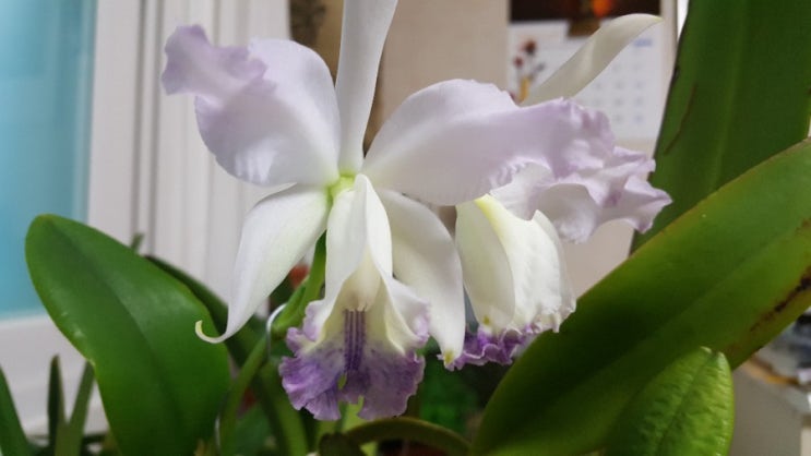 Cattleya Intermedia-Labiata : 네이버 블로그