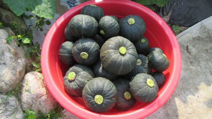 텃밭농사 무작정따라하기 (텃밭일지 # 6) : 네이버 블로그