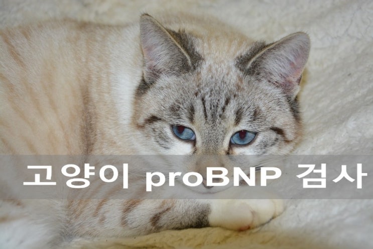 고양이 proBNP 검사 : 네이버 블로그