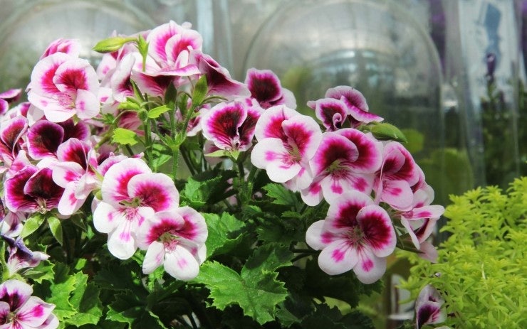 랜디제라늄 (엔젤 아이스 랜디) / 페라르고늄 랜디 : 네이버 블로그