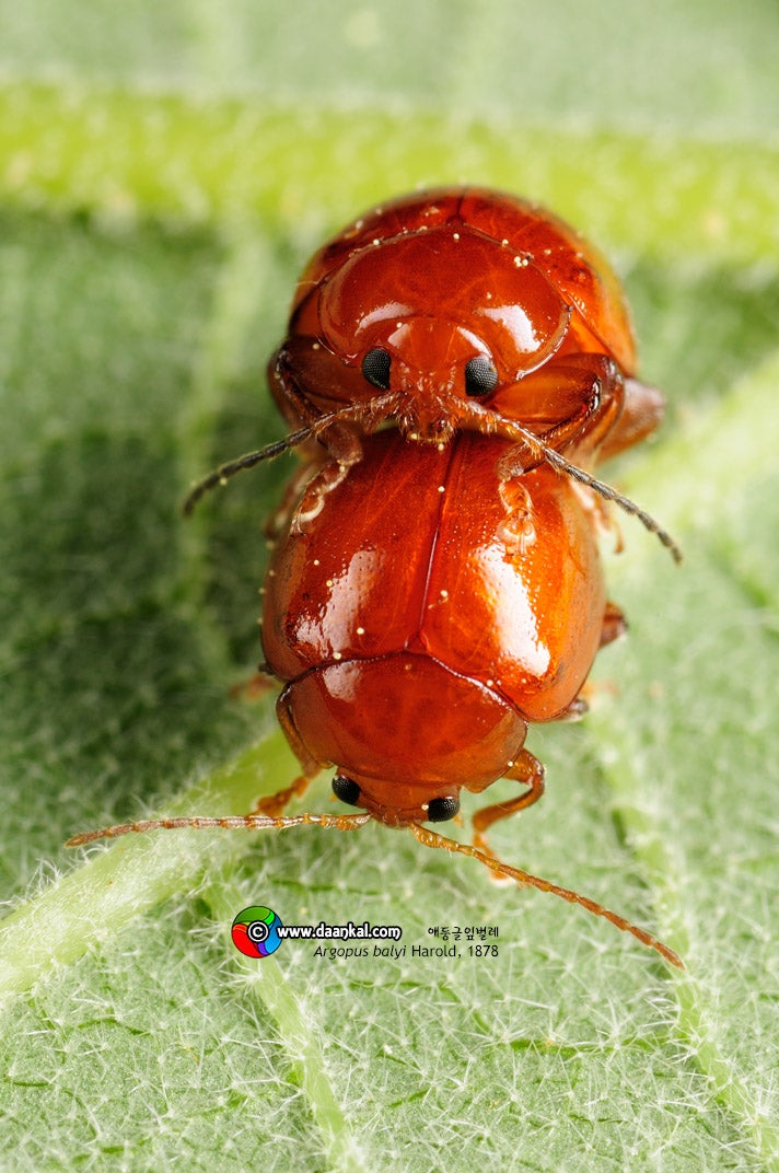 Argopus balyi Harold, 1878 애둥글잎벌레 : 네이버 블로그