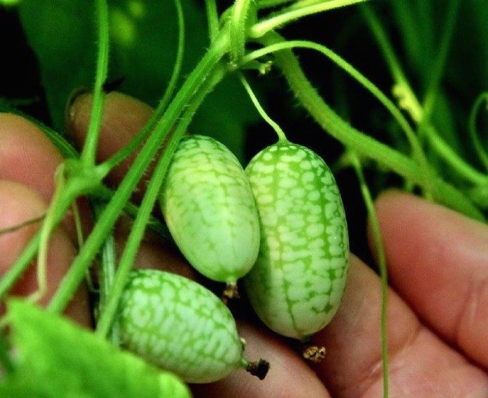 초미니수박 Pepquino Micro Melons : 네이버 블로그