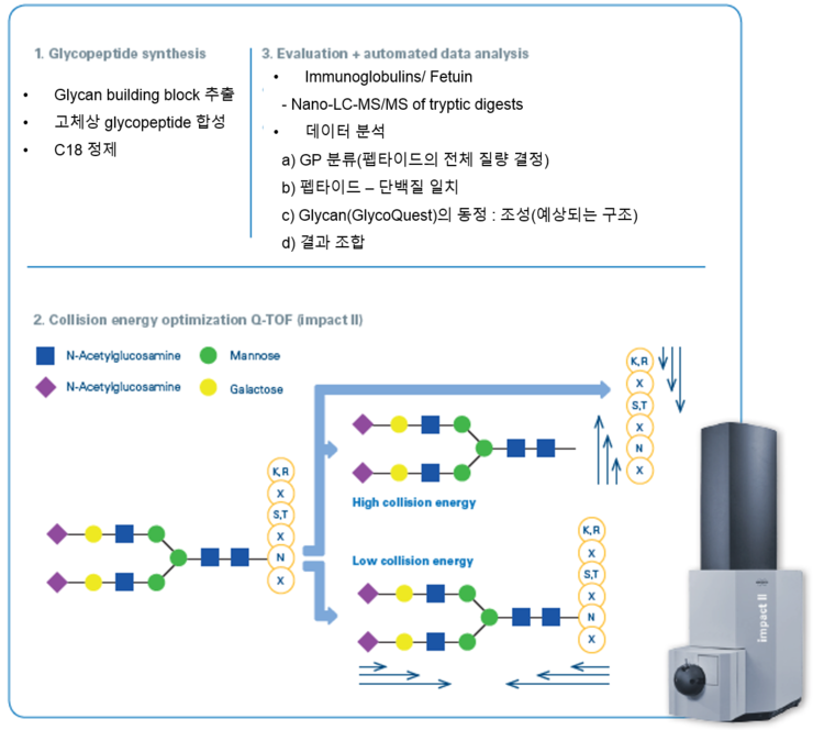 [Bruker Q-TOF] N- and O-glycopeptide 동정을 위한 Q-TOF MS/MS CID 에너지 최적화 ...