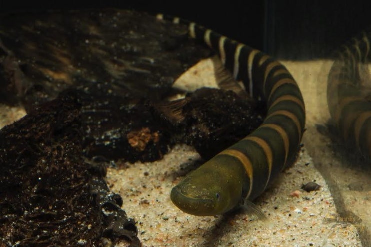 GYMNOTUS JAVARI- APPROX. 6" SPECIMEN : 네이버 블로그