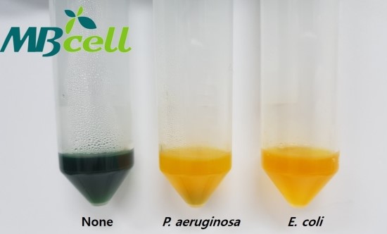 O/F 시험 (Oxidative / Fermentative Test) : 네이버 블로그