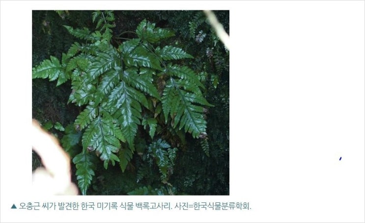 한라산서 미기록 식물발견 - 백록고사리Tectaria fuscipes (Wall. ex Bedd.) C. Chr. : 네이버 블로그