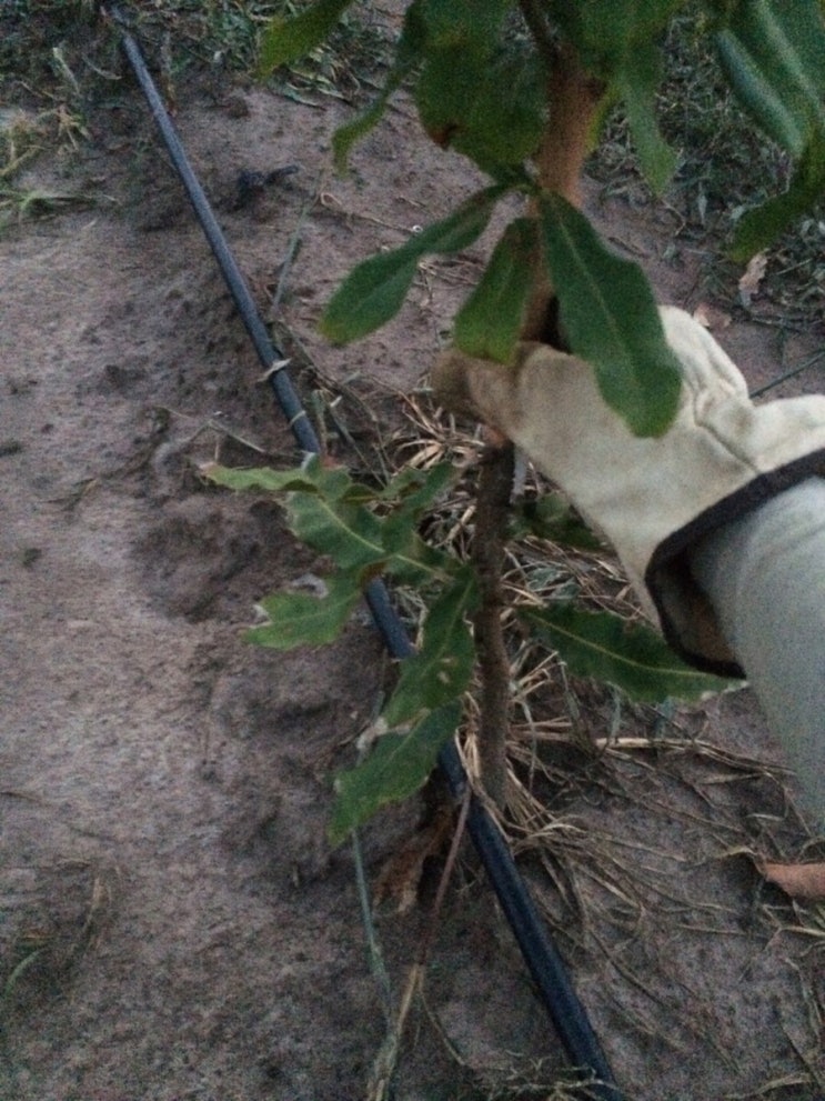 번다버그 농장, 마토팜, 마카다미아 프루닝 (Bundaberg Martos Farm Macadamia Pruning) : 네이버 블로그