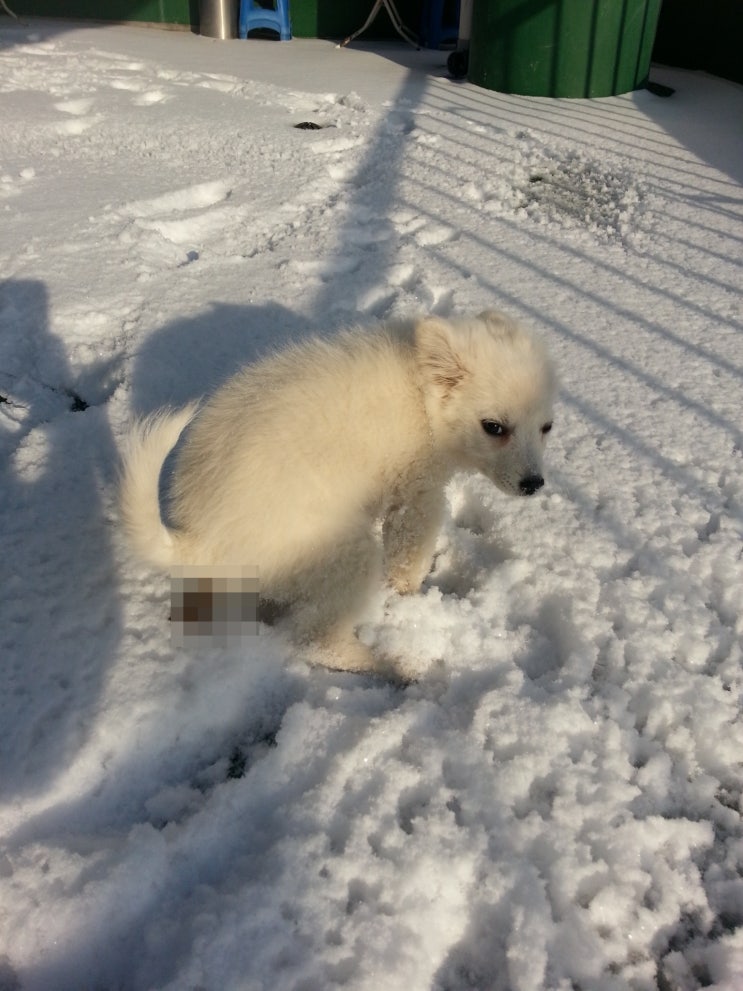 성공적인 배변훈련을 위한 기본상식 네이버 블로그