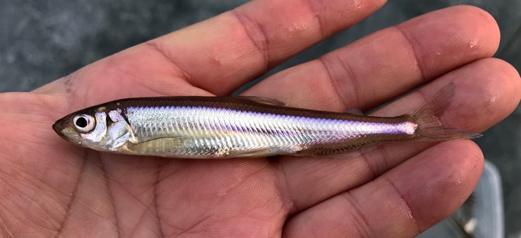 빙어 Pond-smelt 빙어낚시 : 네이버 블로그