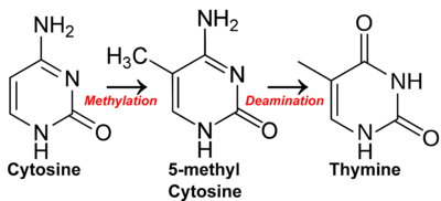 DNA mutation : 네이버 블로그
