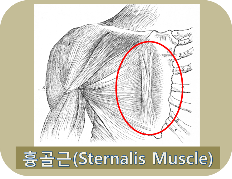 [근육학 Series] 흉골근(Sternalis Muscle) : 네이버 블로그