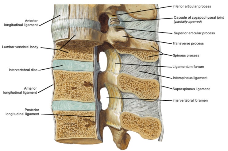 Role of Ligamentum flavum : 네이버 블로그