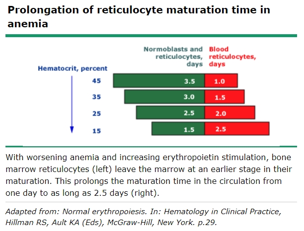 Reticulocyte maturation time (RMT) : 네이버 블로그